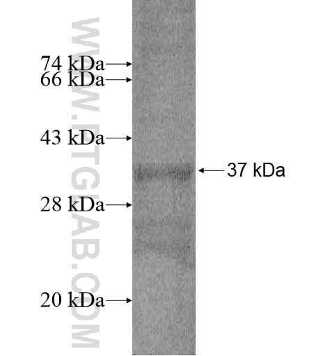 SLC15A4 Fusion Protein Ag14548 | Proteintech