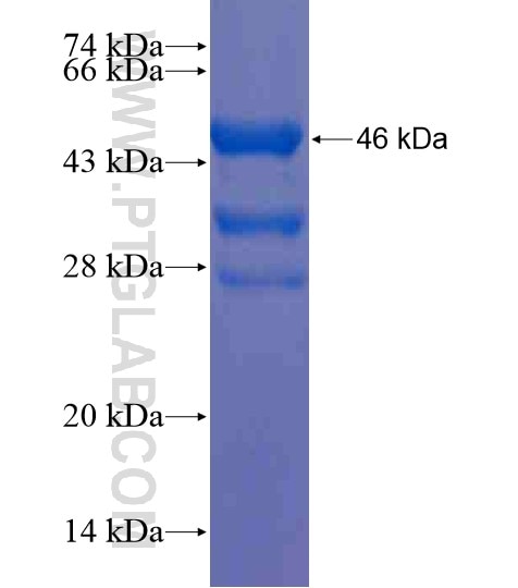 SLC16A8 Fusion Protein Ag20432 | Proteintech