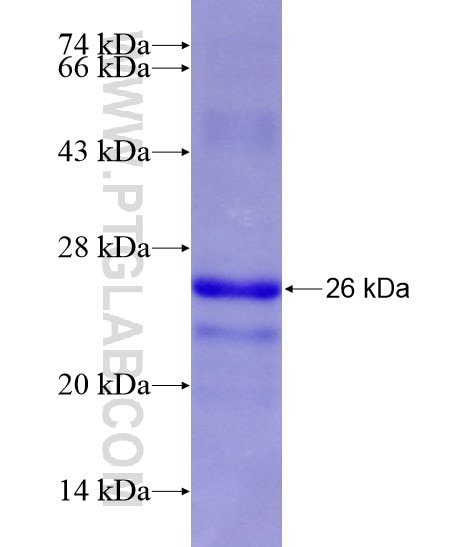 SLC30A1 Fusion Protein Ag18666 | Proteintech