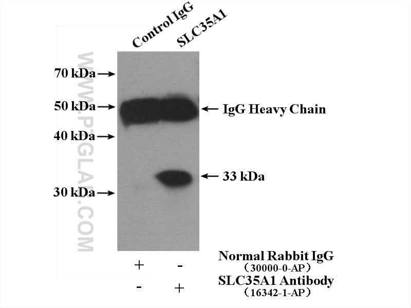 SLC35A1 antibody (16342-1-AP) | Proteintech