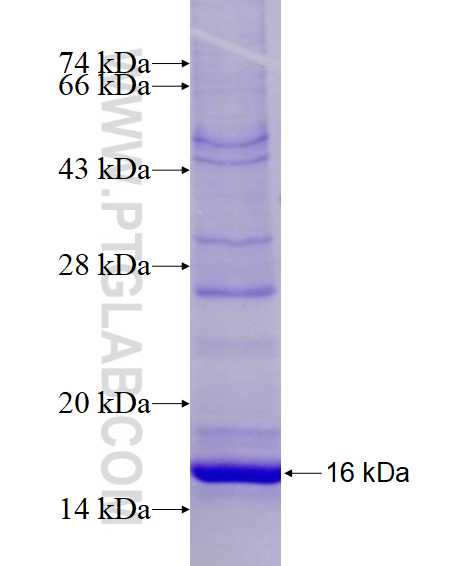 SLC37A4 Fusion Protein Ag14807 | Proteintech