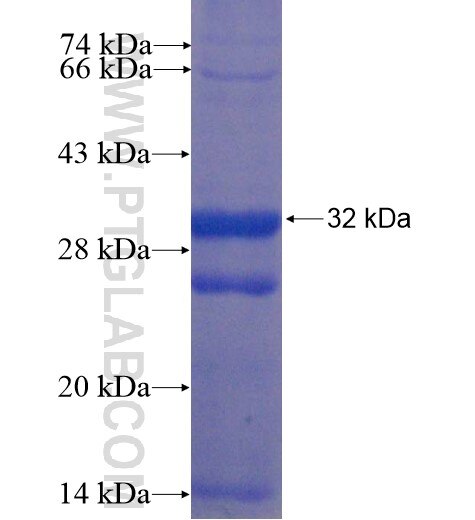 SLC44A2 Fusion Protein Ag11322 | Proteintech