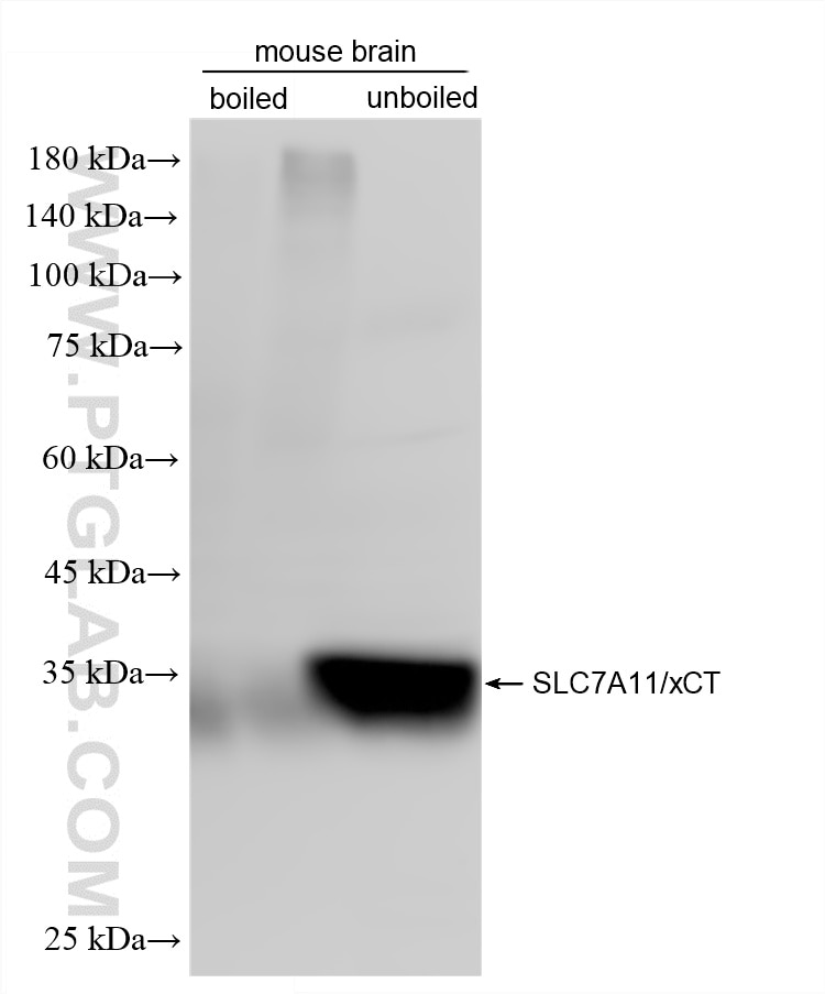 SLC7A11/xCT antibody (82115-3-PBS) | Proteintech