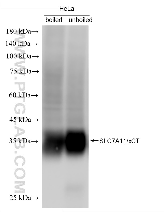 SLC7A11/xCT antibody (82115-3-PBS) | Proteintech