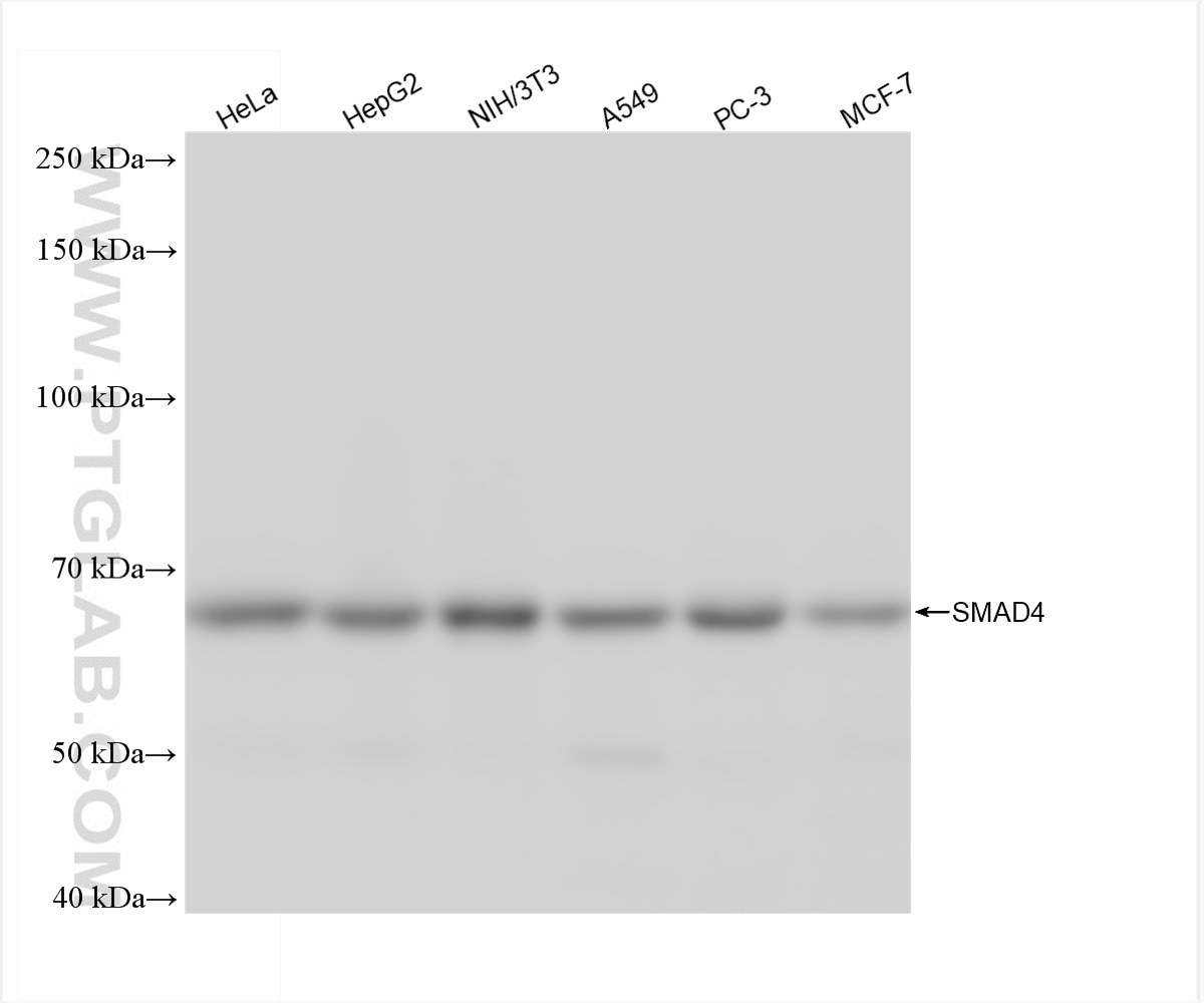 SMAD4 antibody (83169-5-RR) | Proteintech