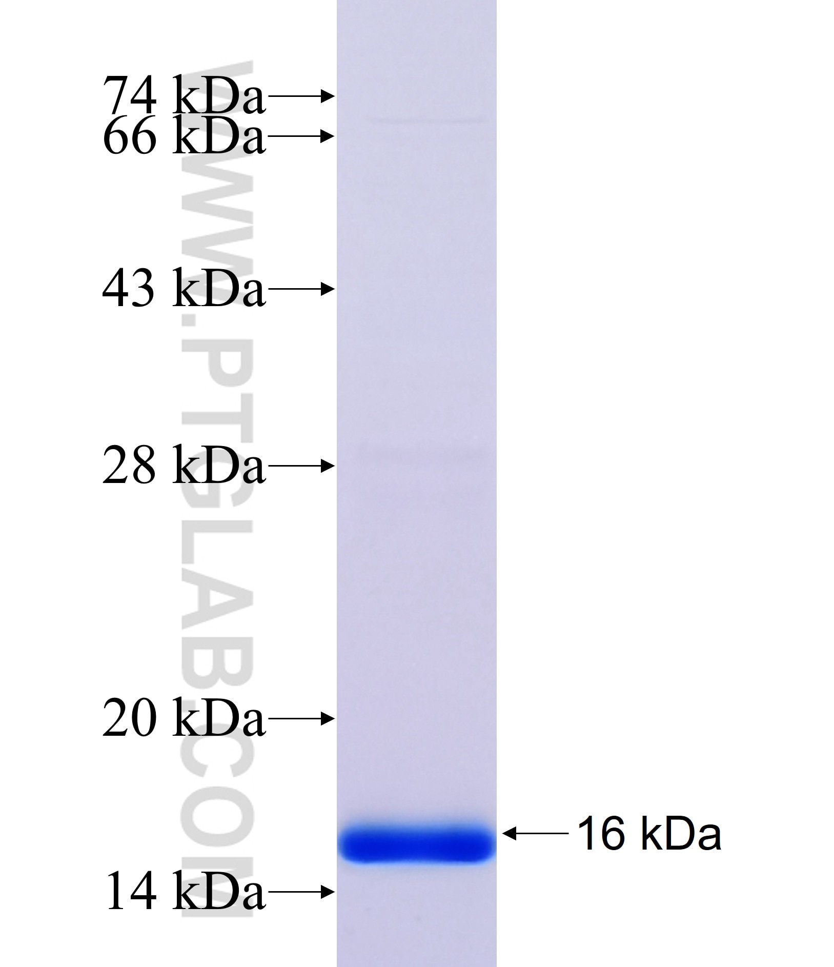 SMOX Fusion Protein Ag34335 | Proteintech