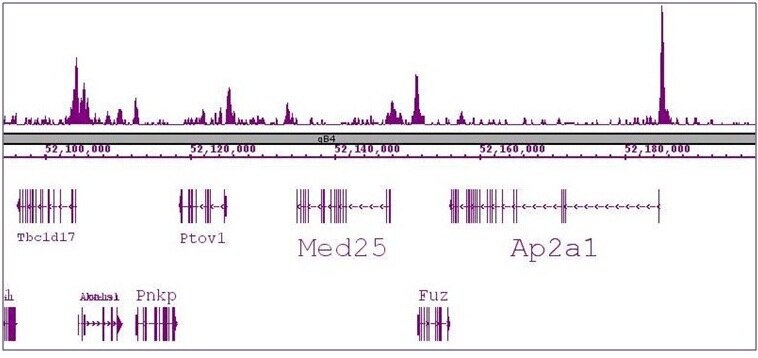 SRF antibody (mAb) (Clone 2C5) | Proteintech