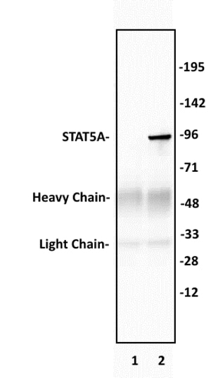 STAT5A antibody (pAb) | Proteintech