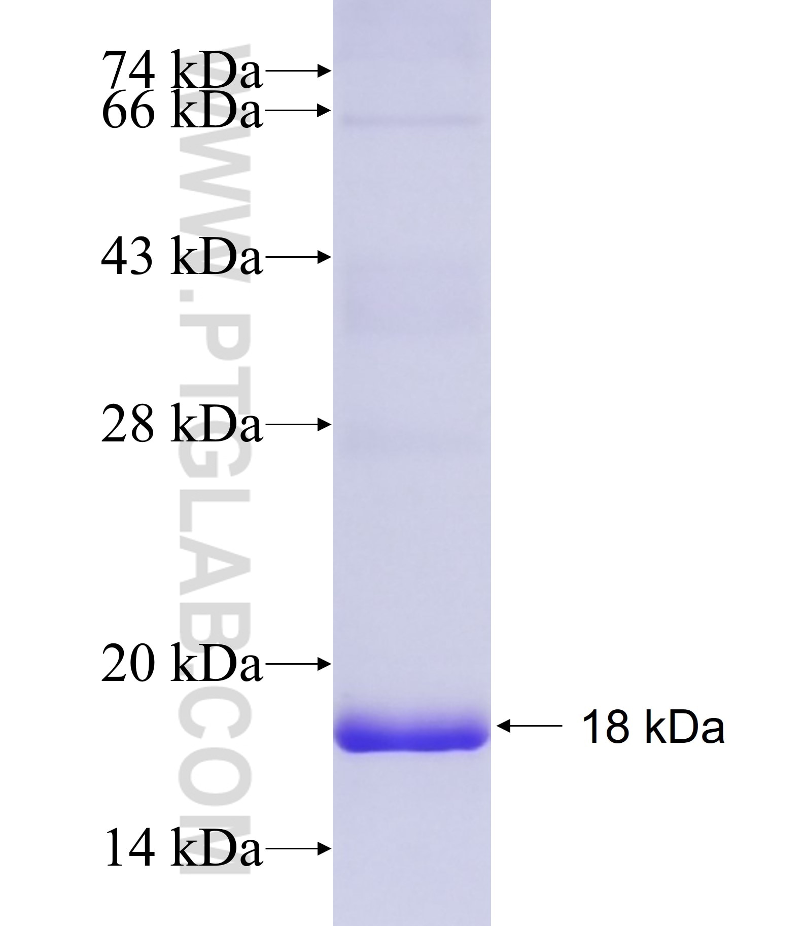 STRC Fusion Protein Ag34795 | Proteintech