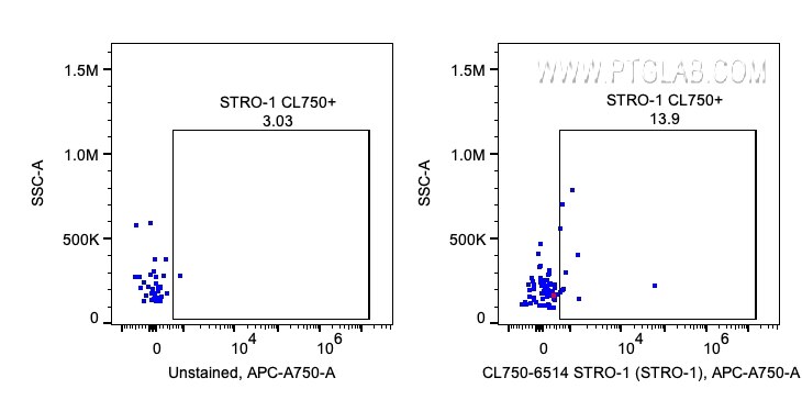 STRO-1 antibody (CL750-65184) | Proteintech