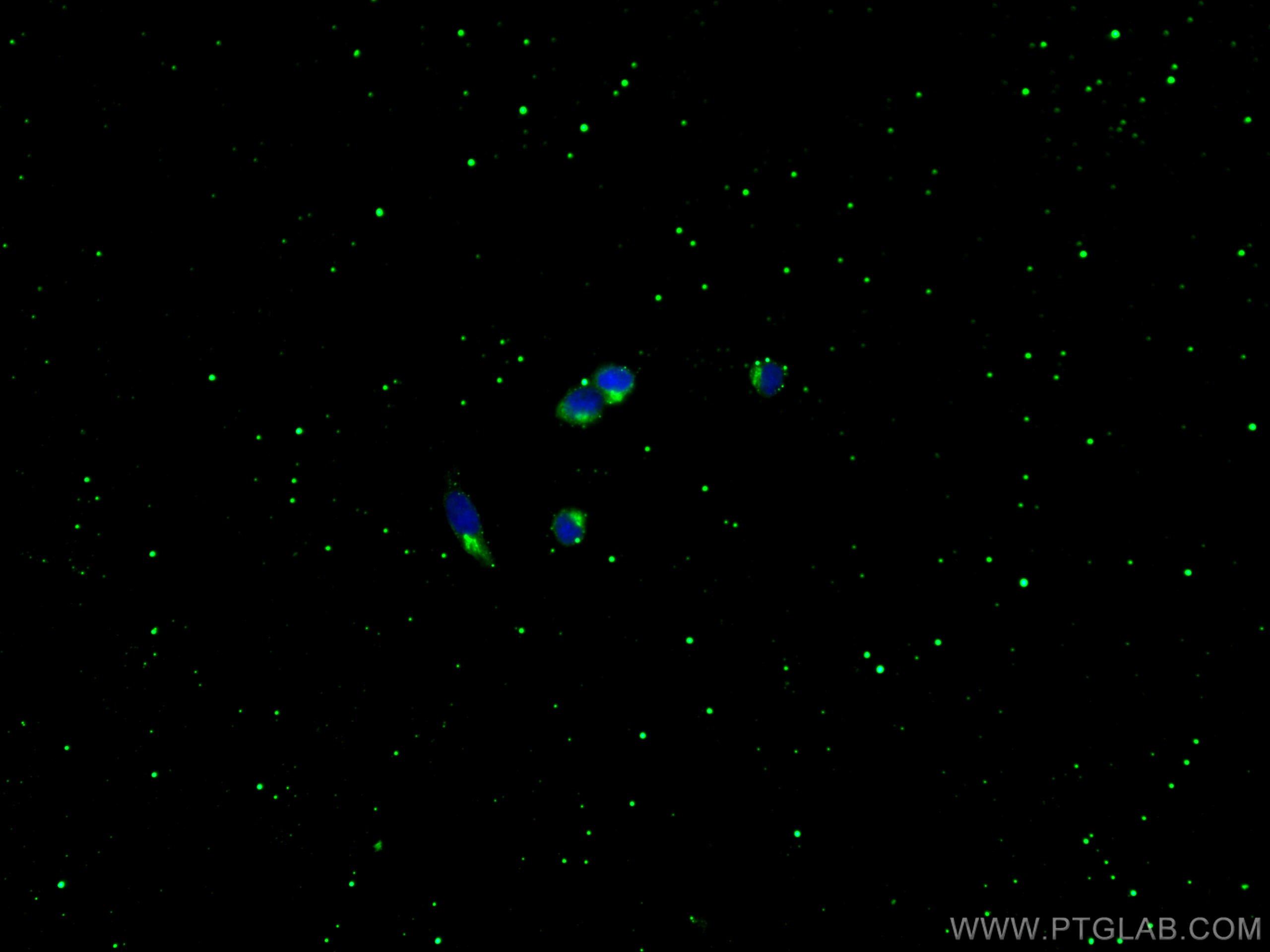 Syntaxin 6 antibody (60059-1-Ig) | Proteintech