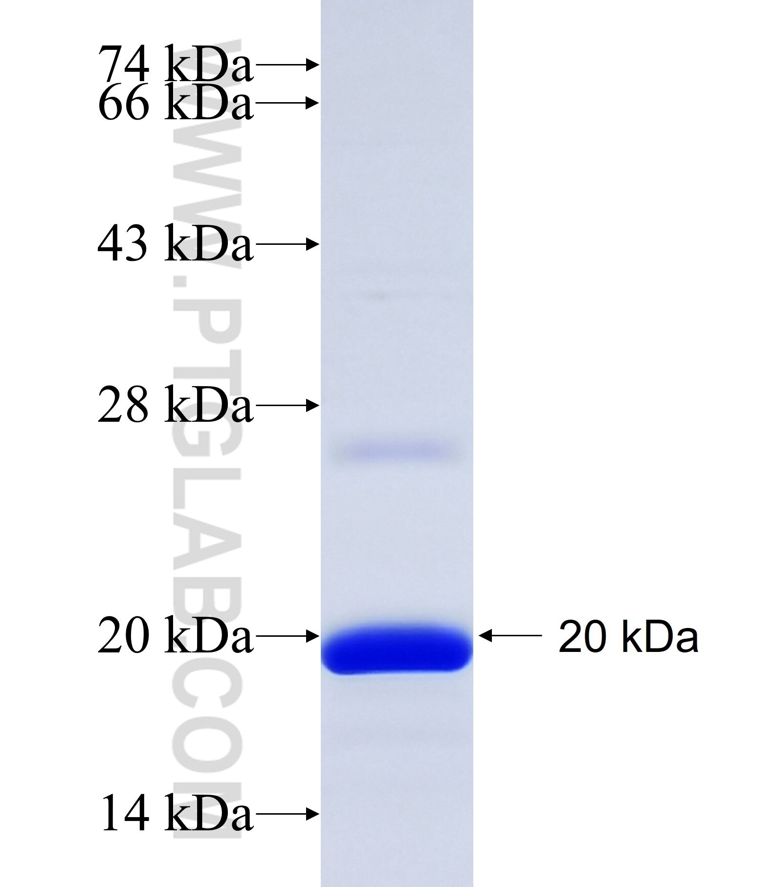 SUB1 Fusion Protein Ag35131 | Proteintech