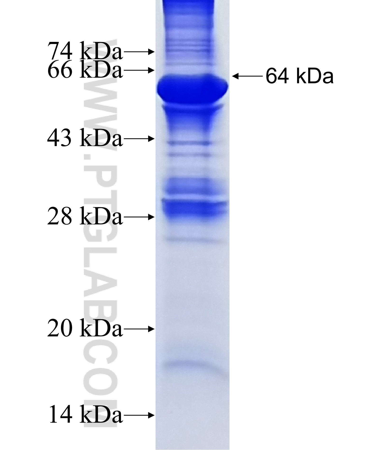 SYN3 Fusion Protein Ag12329 | Proteintech