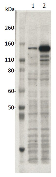 SaCas9 antibody (mAb) (Clone 11E7) | Proteintech