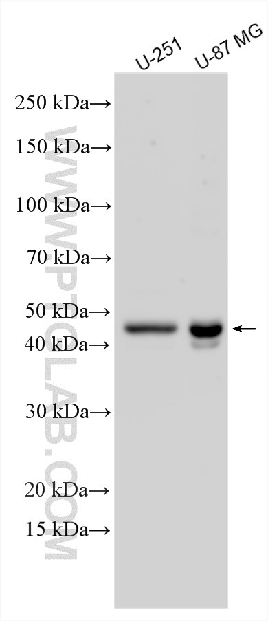 Serpin E1/PAI-1 antibody (33180-1-AP) | Proteintech