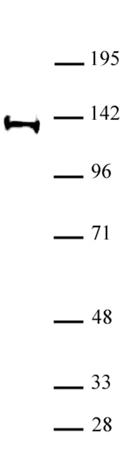 Supt16H / Spt16 antibody (pAb) | Proteintech