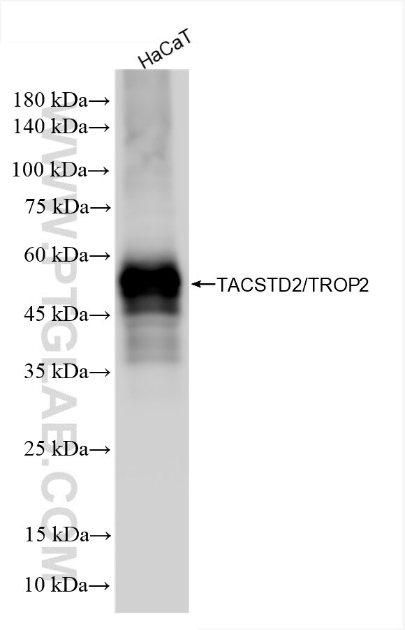TACSTD2/TROP2 antibody (86155-1-RR) | Proteintech