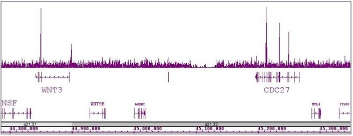 TCF7L1 / TCF3 antibody (pAb) | Proteintech
