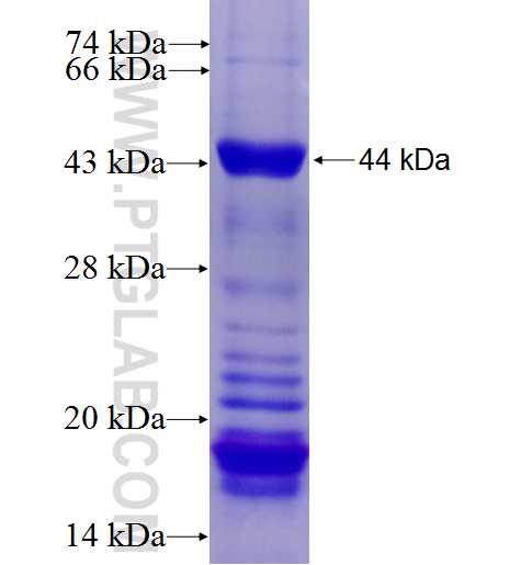 TDRD3 Fusion Protein Ag4351 | Proteintech