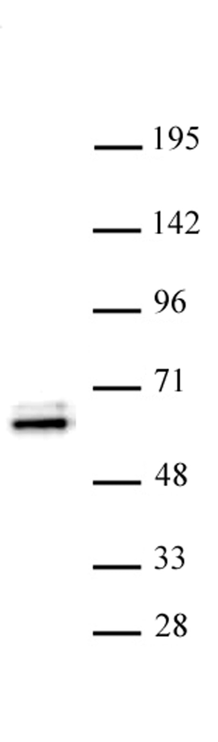 TEAD1 antibody (pAb) | Proteintech