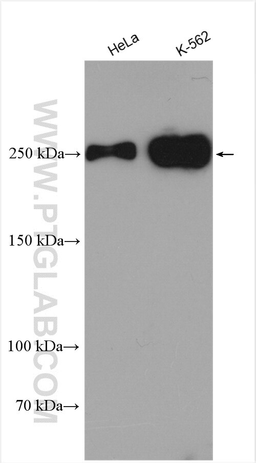 TET2 antibody (21207-1-AP) | Proteintech
