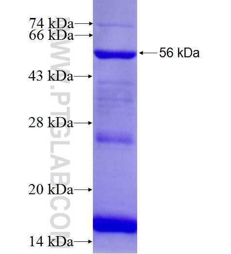 TEX2 Fusion Protein Ag8305 | Proteintech