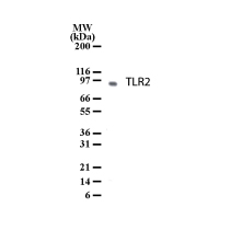 TLR2 antibody (pAb) | Proteintech