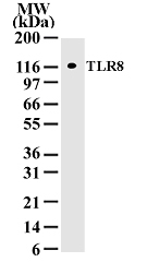 TLR8 antibody (mAb) (Clone 44C143) | Proteintech