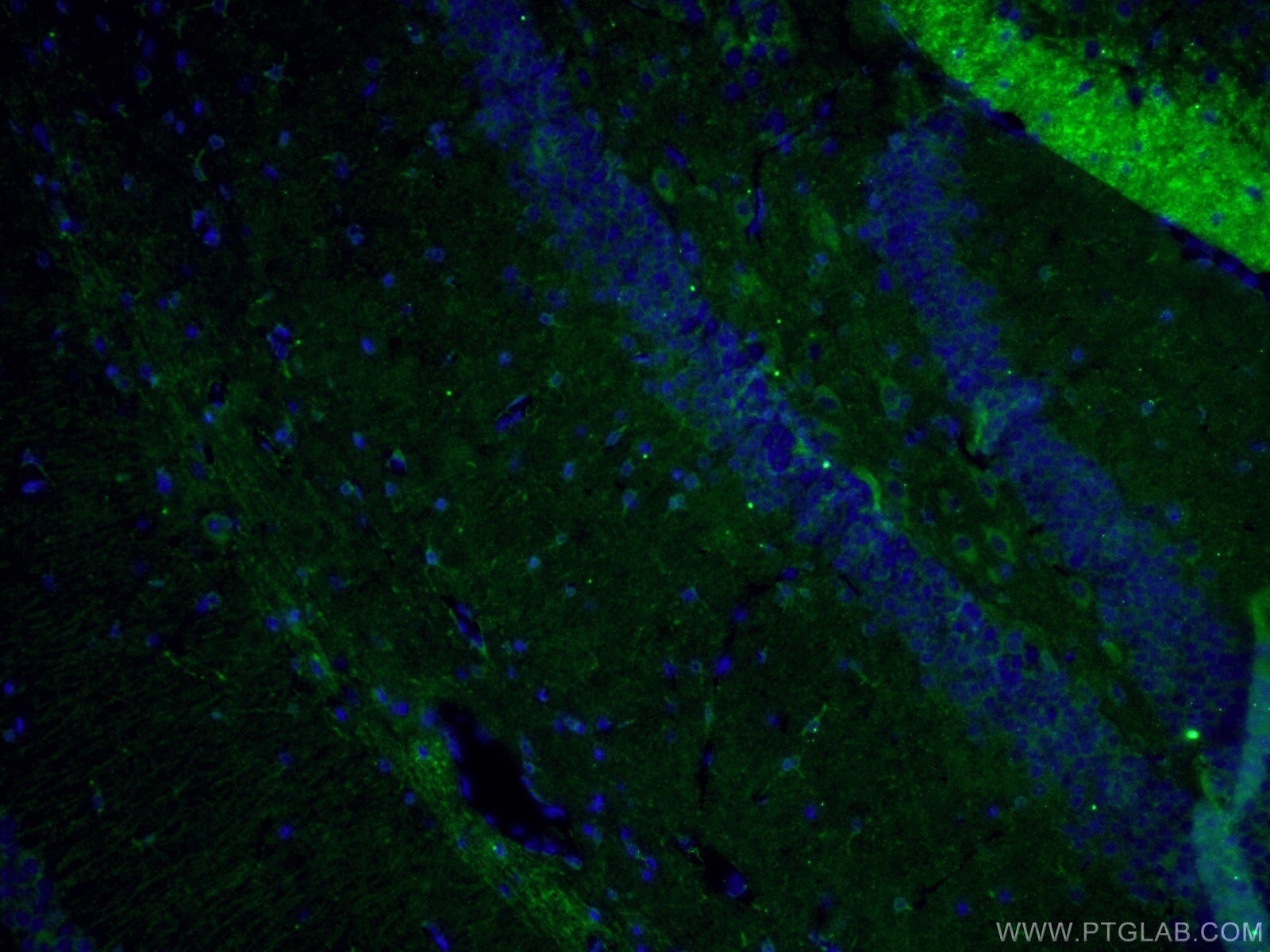 TMEM119 Fusion Protein Ag26269 | Proteintech