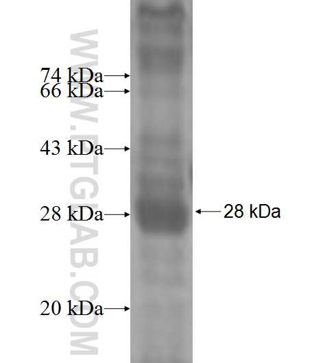 TNFRSF14 Fusion Protein Ag4868 | Proteintech