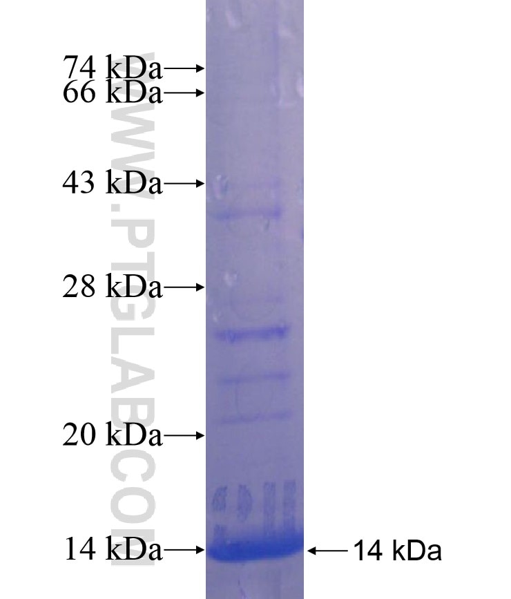 TNFRSF21 Fusion Protein Ag17097 | Proteintech