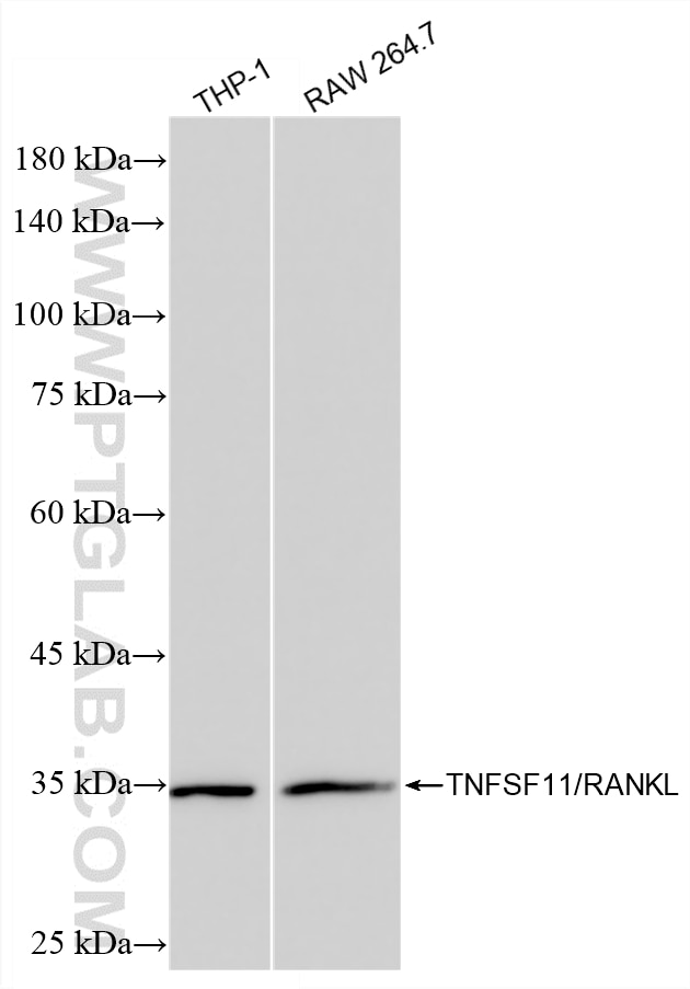 TNFSF11/RANKL antibody (85321-2-RR) | Proteintech
