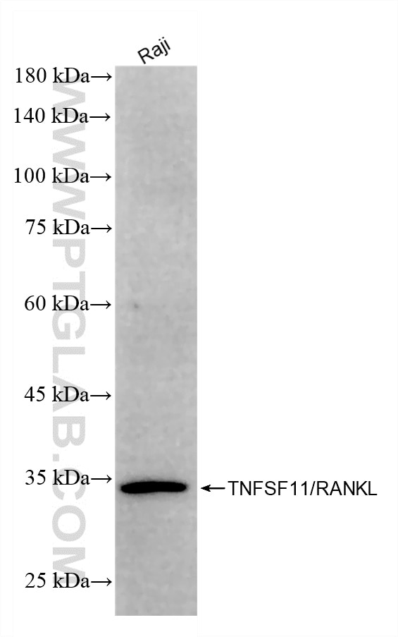TNFSF11/RANKL antibody (85321-2-PBS) | Proteintech