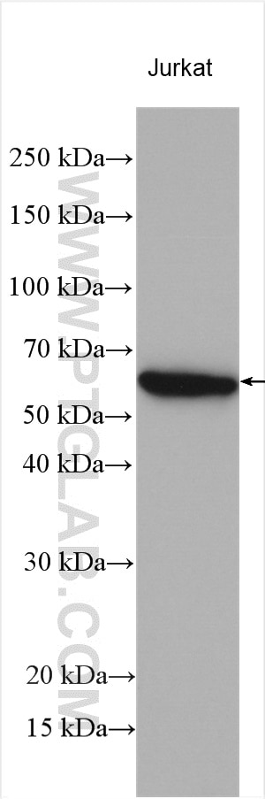 TOE1 antibody (16203-1-AP) | Proteintech