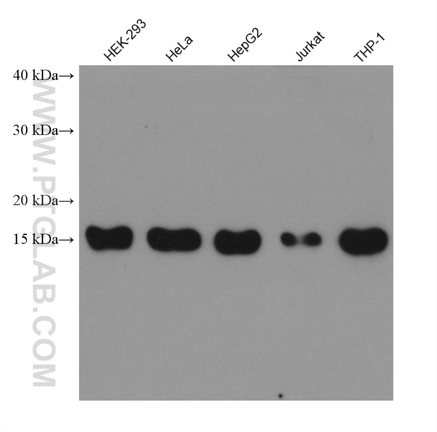 TOM20 antibody (66777-1-Ig) | Proteintech