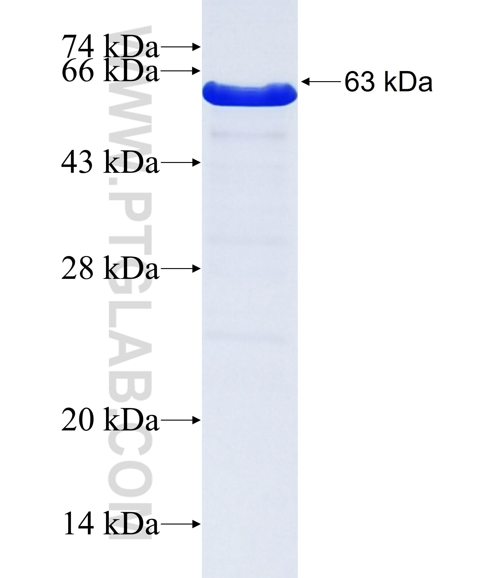 TOX Fusion Protein Ag38141 | Proteintech