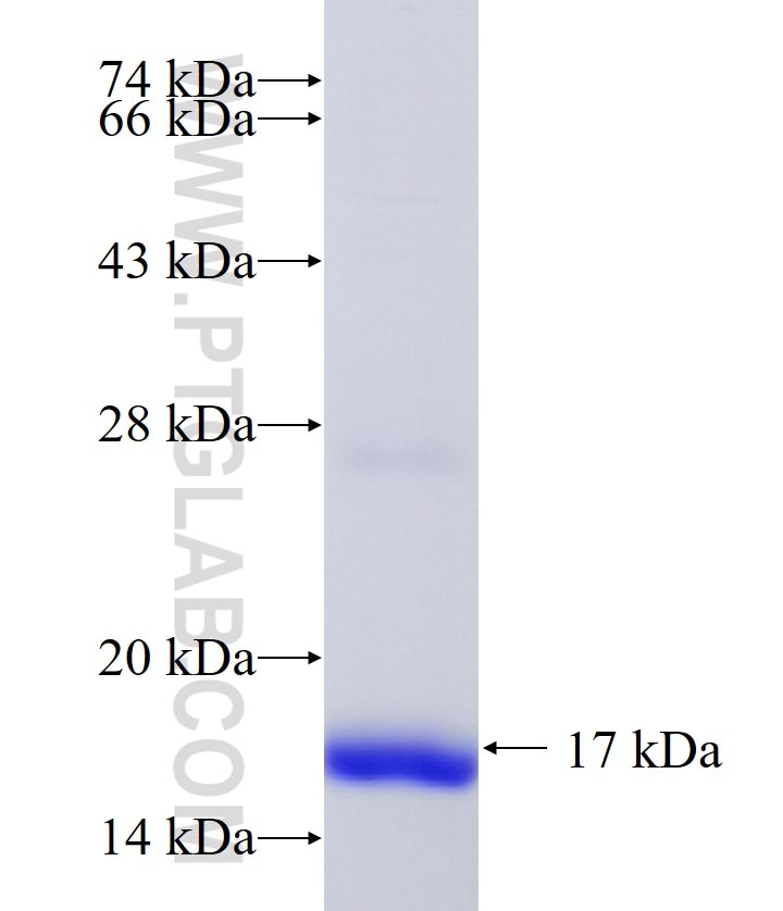 TSC22D3 Fusion Protein Ag37346 | Proteintech