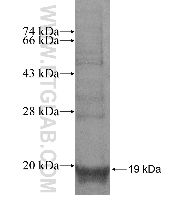 TSPAN8 Fusion Protein Ag16940 | Proteintech