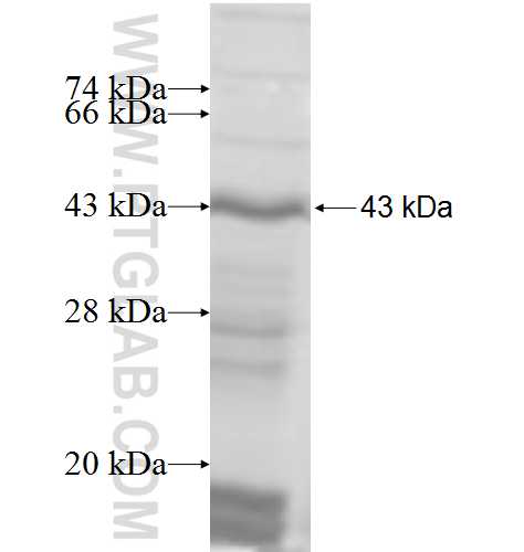 TYR Fusion Protein Ag8010 | Proteintech