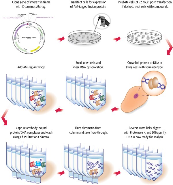 Tag-ChIP-IT® | Proteintech