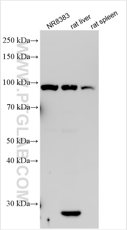 TLR4 antibody (30400-1-AP) | Proteintech