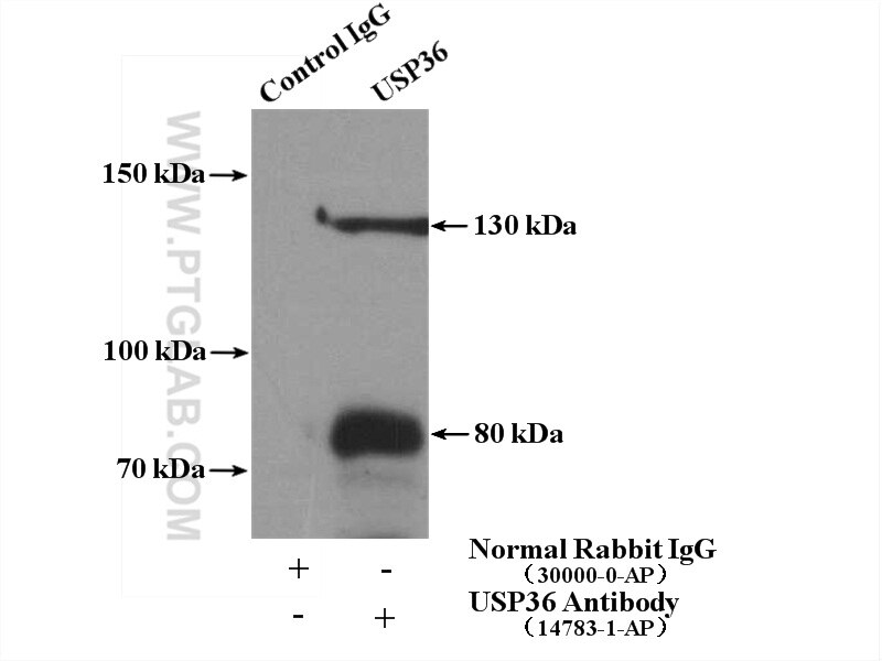 USP36 Fusion Protein Ag6426 | Proteintech