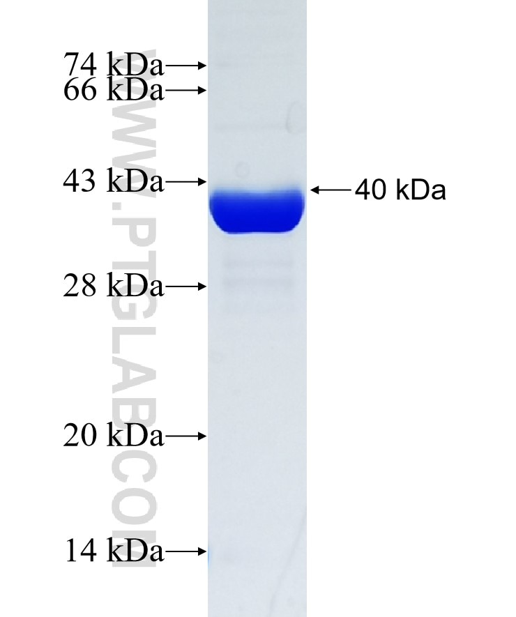 USP42 Fusion Protein Ag34280 | Proteintech