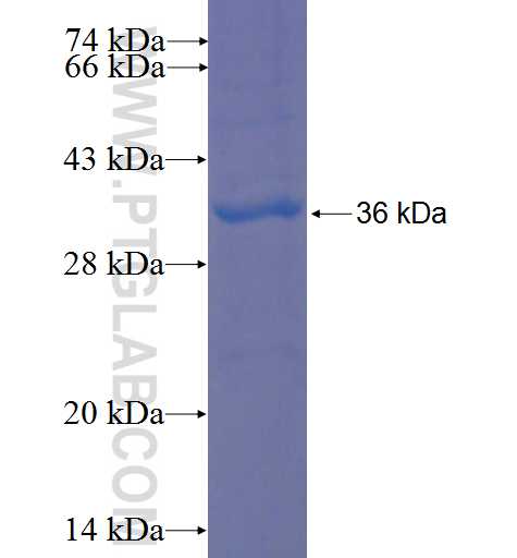 VPS26A Fusion Protein Ag8297 | Proteintech