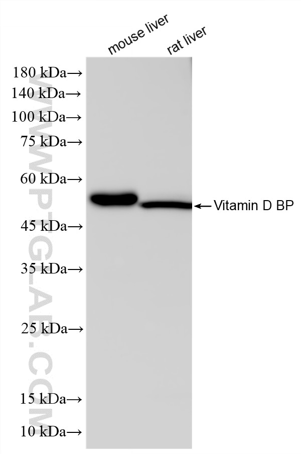 Vitamin D binding protein antibody (86884-1-RR) | Proteintech