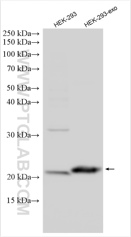 Exosome Expanded Antibody Kit pk30024 | Proteintech