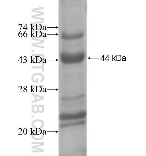 WIPI2 Fusion Protein Ag8147 | Proteintech
