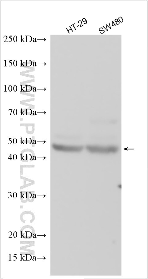 WNT8A Fusion Protein Ag29510 | Proteintech