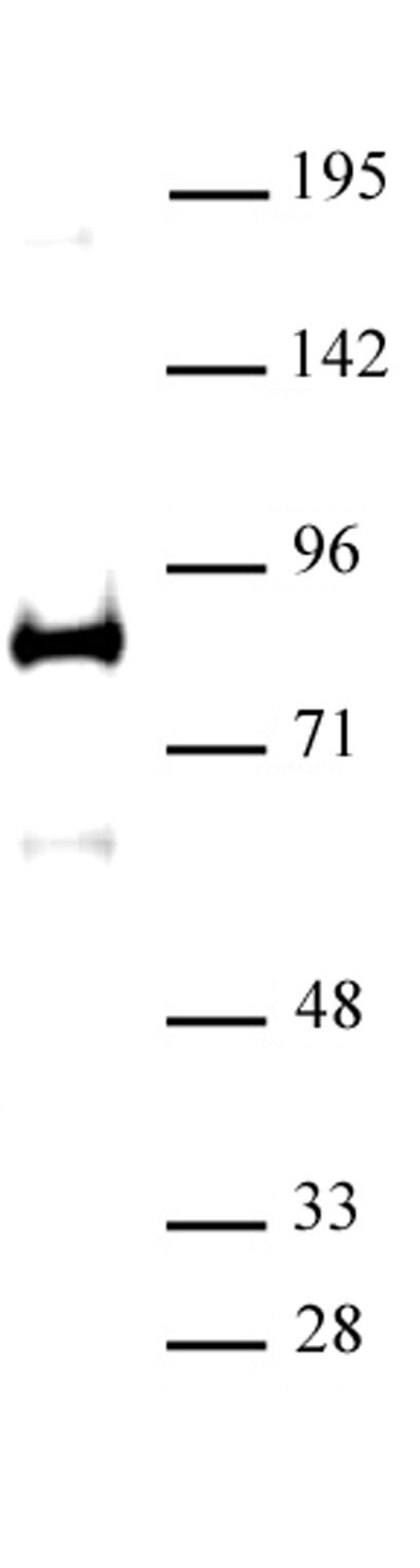 XRCC1 antibody (pAb) | Proteintech