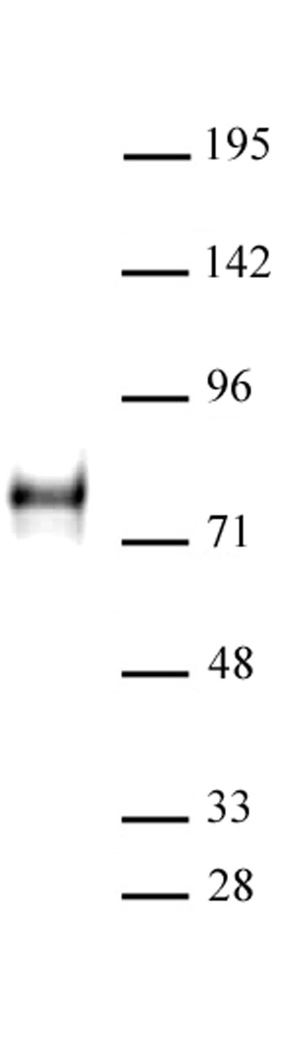 YAP1 antibody (pAb) | Proteintech